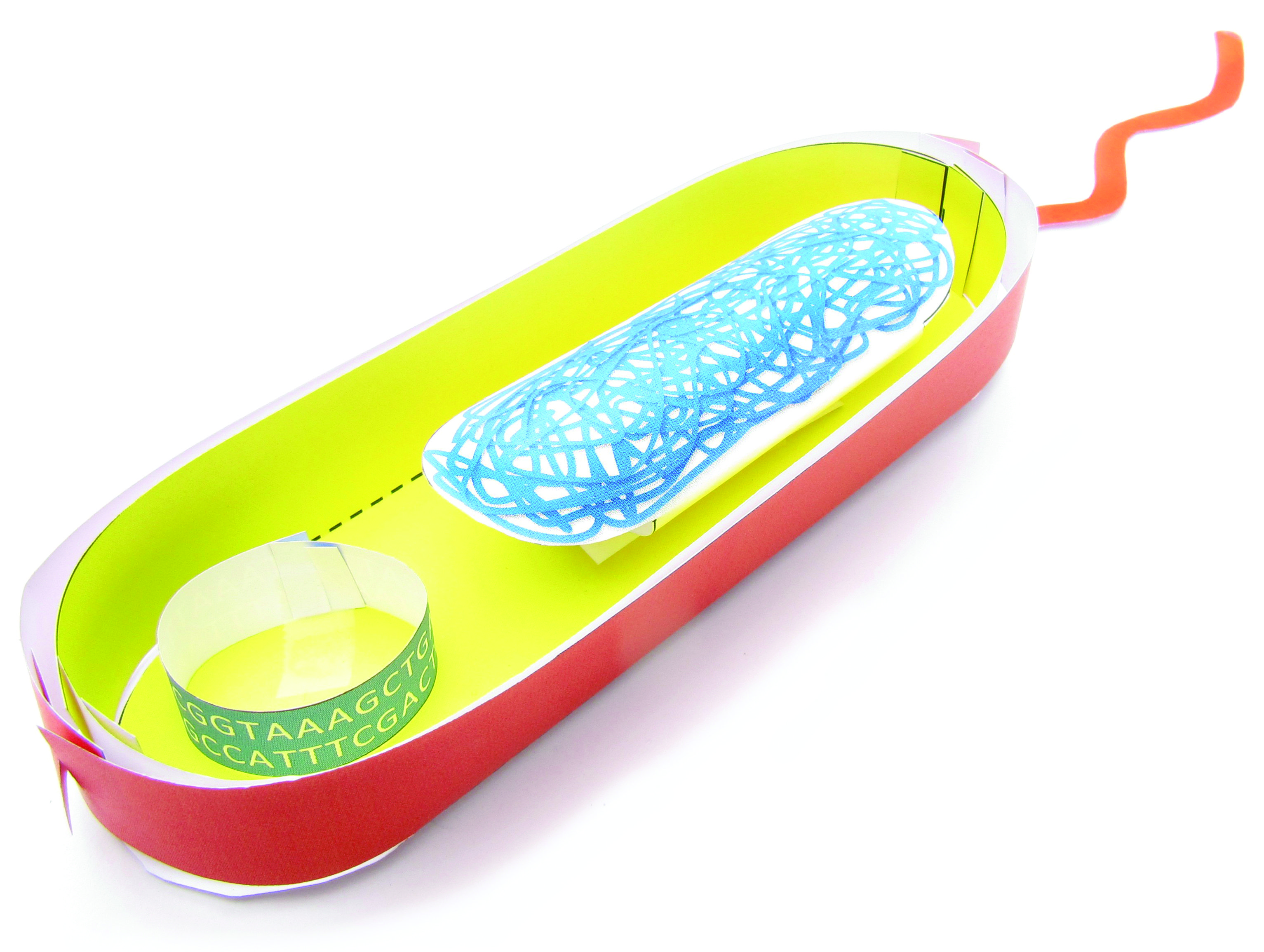 Simple Bacterial Cell—NewPath Science 3-D Model Kit | Flinn Scientific