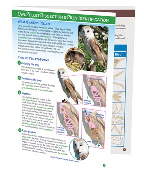 Owl Pellet Dissection & Prey Identification—NewPath Visual Learning ...