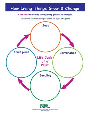 Product 40670 | Flinn Scientific