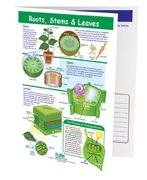 Roots, Stems & Leaves—NewPath Visual Learning Guide, Set of 10 | Flinn ...