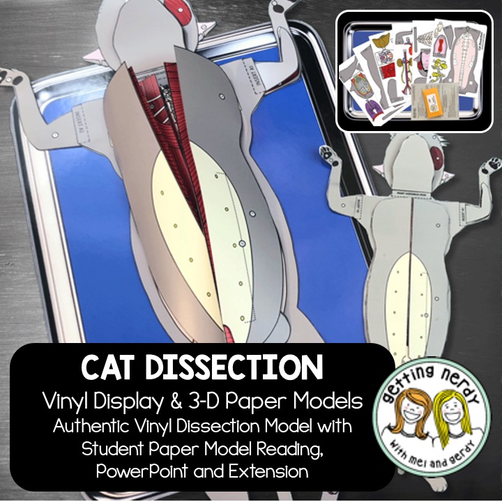 Getting Nerdy® Science—Scienstructable 3-D Dissection: Cat Vinyl Model ...