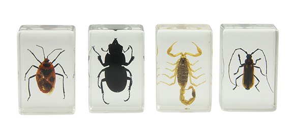 3D Bug Specimen Kits