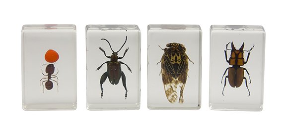 3D Bug Specimen Kits