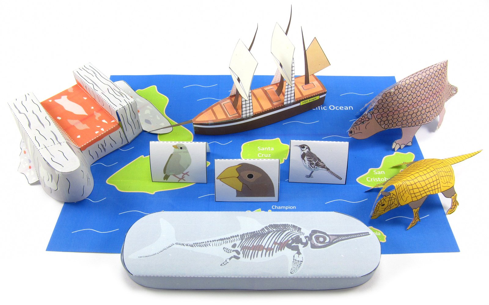 Evolution by Natural Selection—NewPath 3-D Model Kit | Flinn Scientific