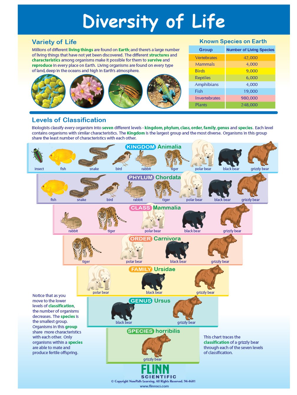 Diversity of Life—NewPath Visual Learning Guide, Set of 10 | Flinn ...