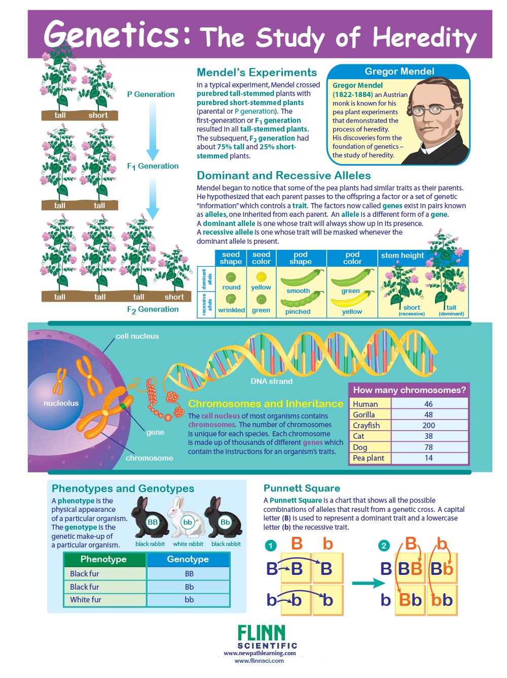 Genetics - The Study of Heredity—NewPath Visual Learning Guide, Set of ...