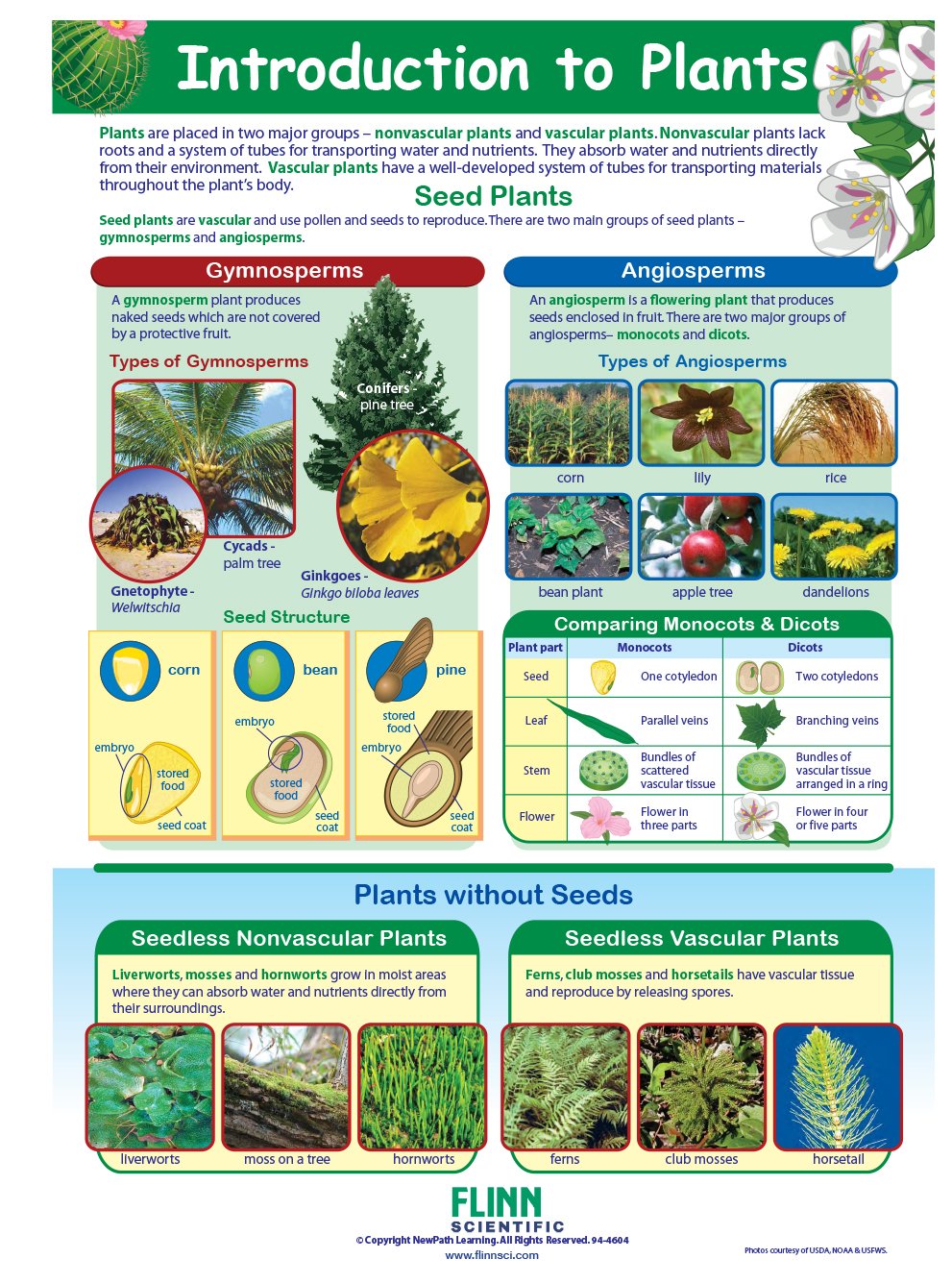 Introduction to Plants—NewPath Visual Learning Guide, Set of 10 | Flinn ...