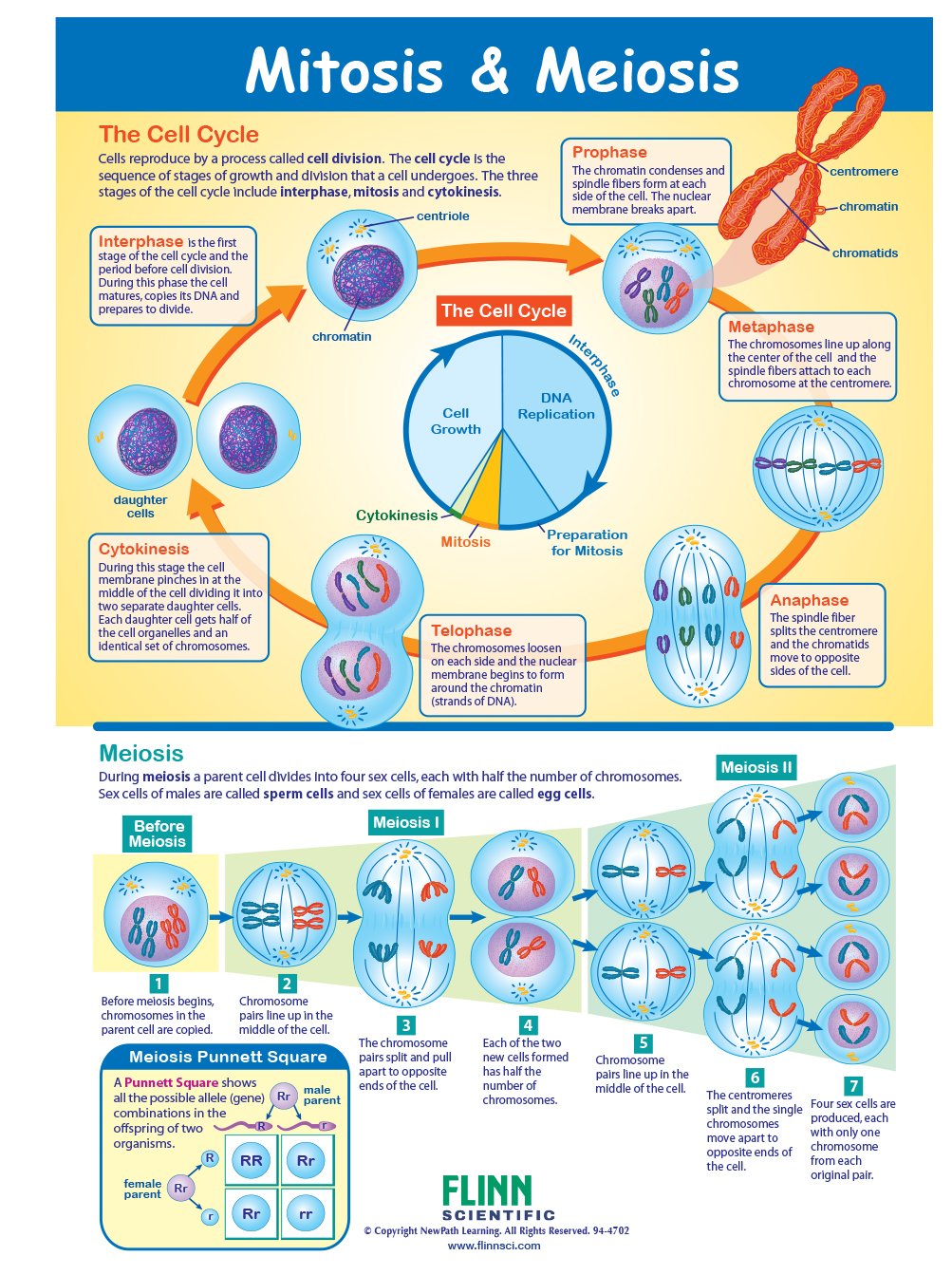 Mitosis & Meiosis—NewPath Visual Learning Guide, Set of 10 | Flinn ...