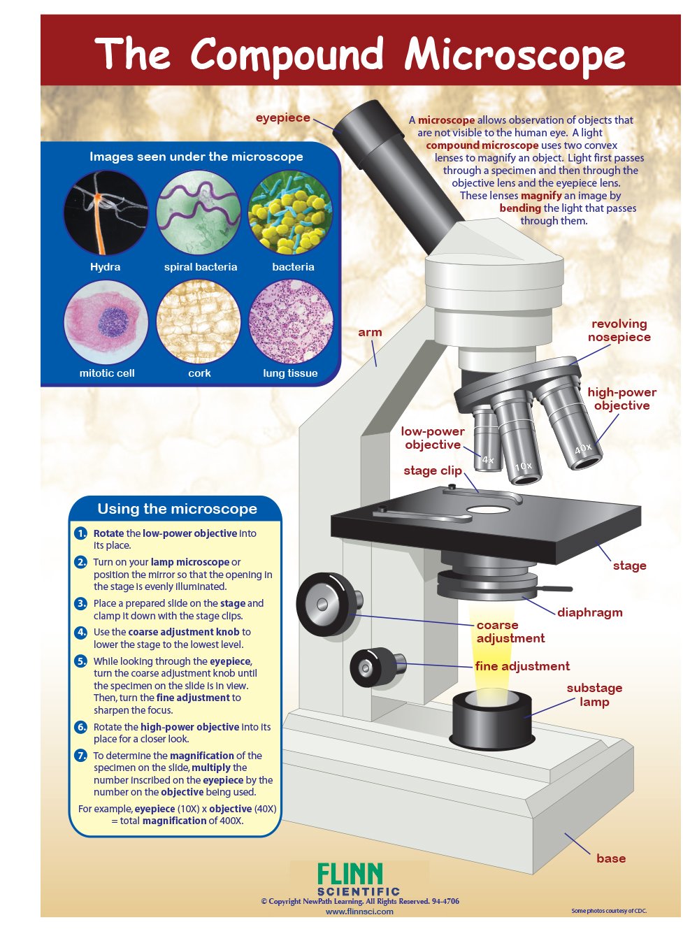 The Compound Microscope—NewPath Visual Learning Guide, Set of 10 ...