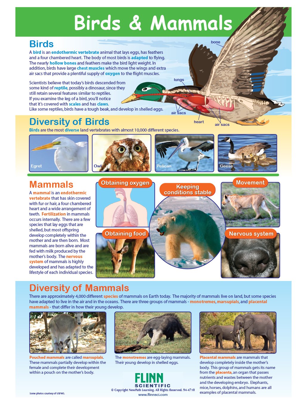 Mammals & Birds—NewPath Visual Learning Guide, Set of 10 | Flinn Scientific