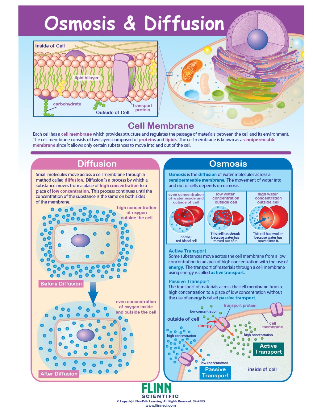 Osmosis & Diffusion—NewPath Visual Learning Guide, Set of 10 | Flinn ...