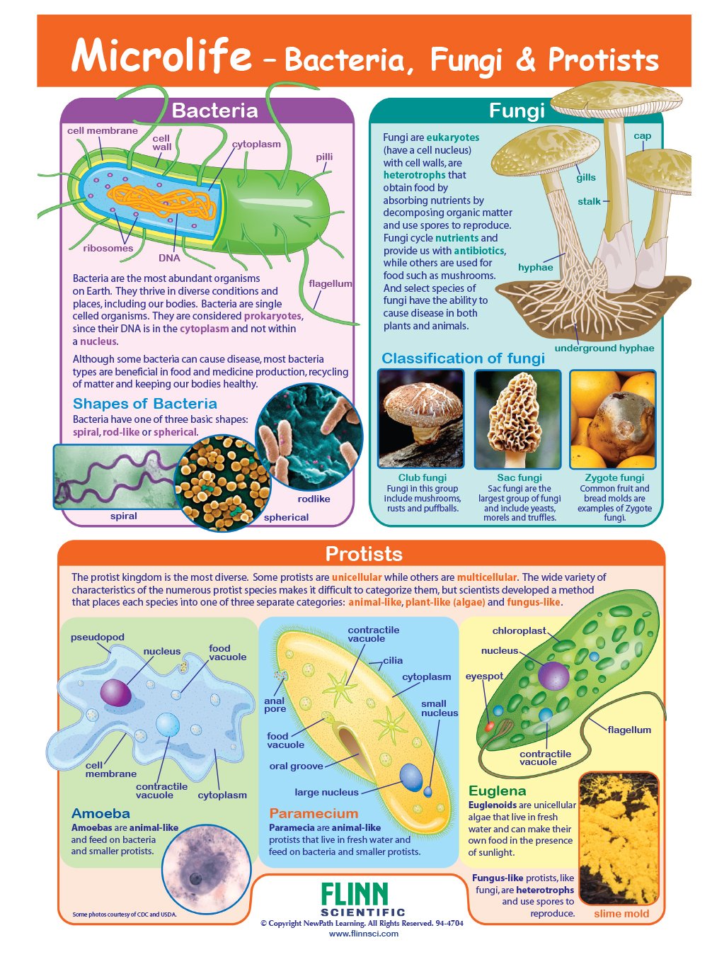 Microlife - Bacteria, Fungi & Protists—NewPath Visual Learning Guide ...