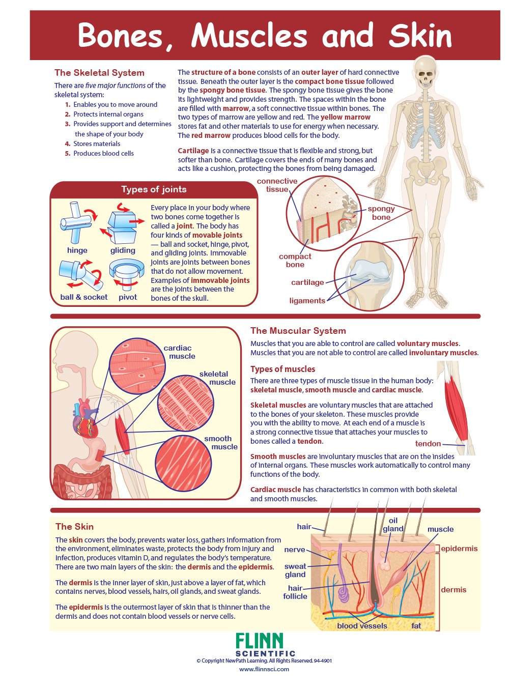 Bones, Muscles & Skin—NewPath Visual Learning Guide, Set of 10 | Flinn ...