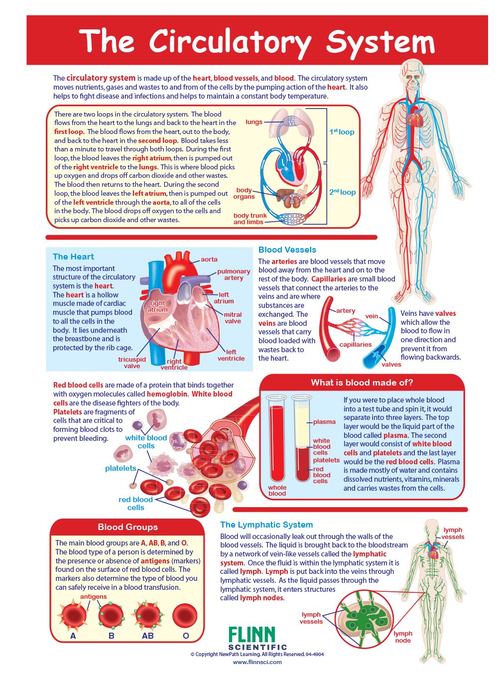 The Circulatory System—NewPath Visual Learning Guide, Set of 10 | Flinn ...