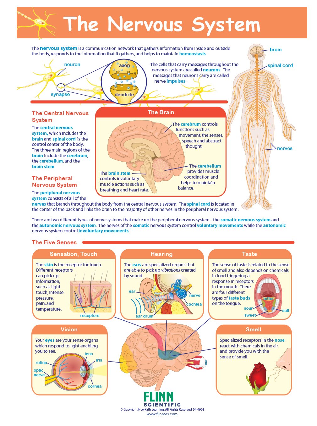 The Nervous System—NewPath Visual Learning Guide, Set of 10 | Flinn ...