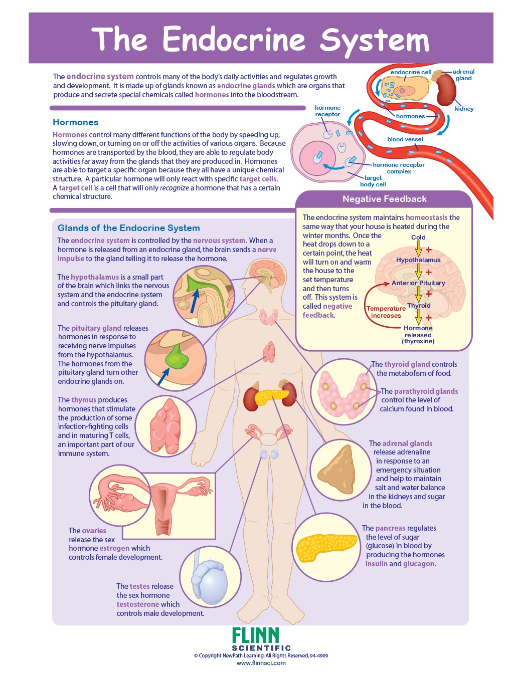 The Endocrine System—NewPath Visual Learning Guide, Set of 10 | Flinn ...