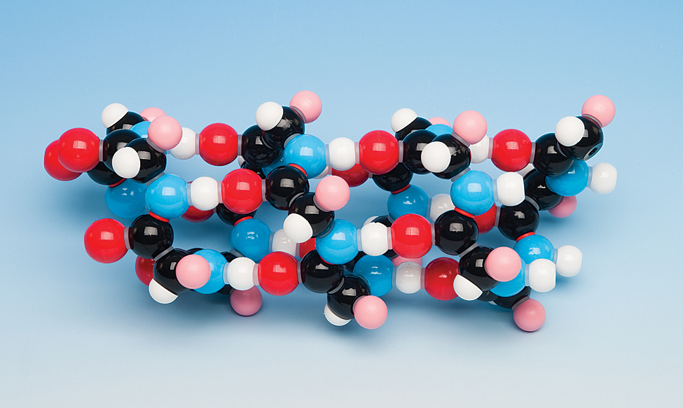 The Alpha-Helix Model Kit | Flinn Scientific