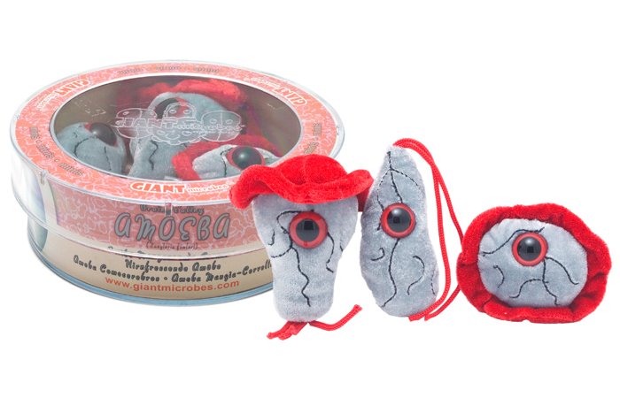 Brain-Eating Amoeba, Giant Microbe®, Petri Dish | Flinn Scientific