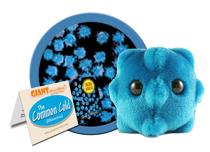 Common Cold, Giant Microbe®, Original | Flinn Scientific