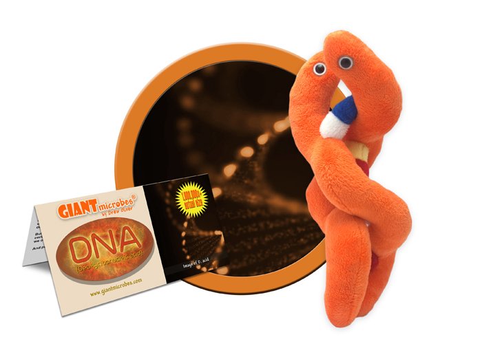 DNA, Giant Microbe®, Original | Flinn Scientific