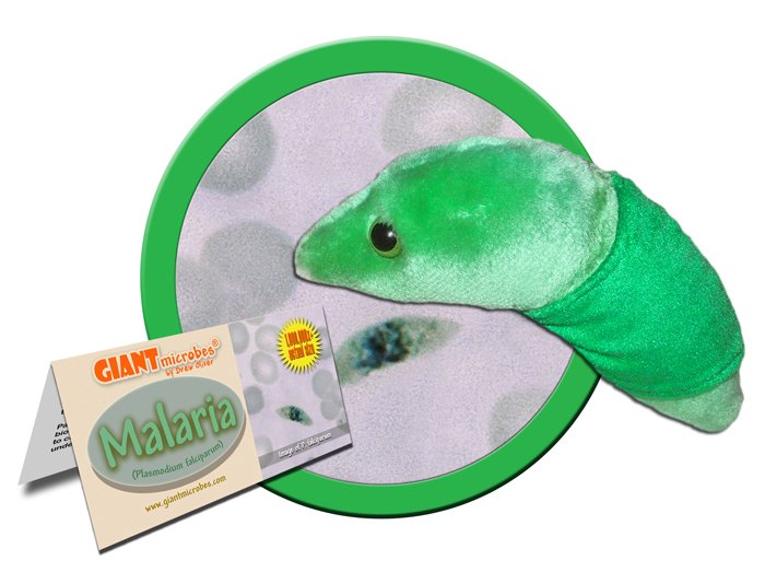 Malaria Giant Microbe® Original Flinn Scientific