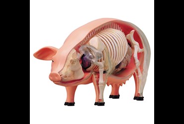 4D Vision™ Animal Anatomy Models