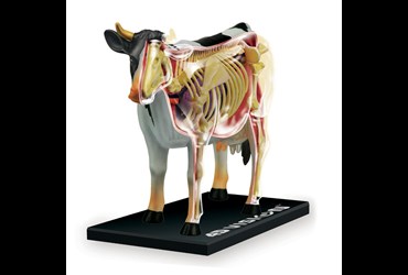 4D Vision™ Animal Anatomy Models