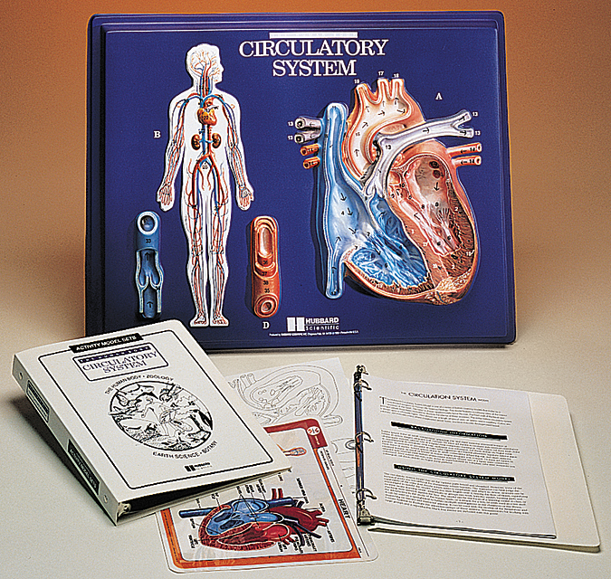 Heart Model Activity Set | Flinn Scientific