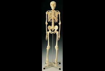 Standard Skeletons for Anatomy Studies in Biology and Life Science
