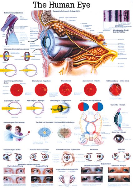 Eye Chart | Flinn Scientific