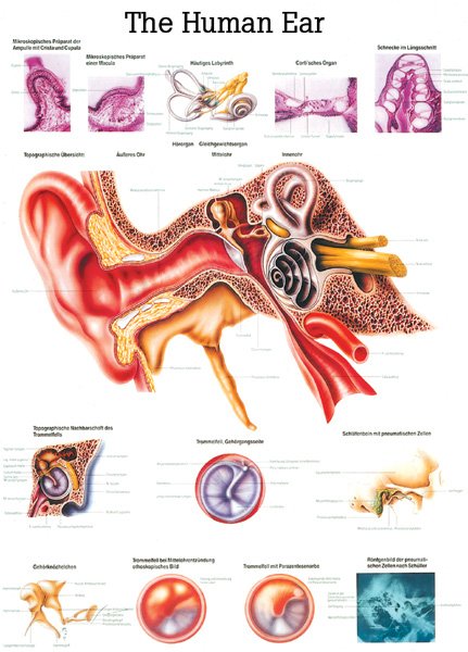 Ear Chart | Flinn Scientific