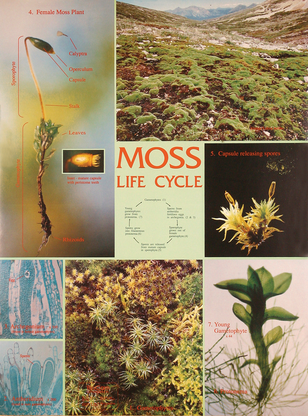 Moss Life Cycle Chart | Flinn Scientific