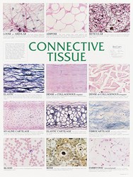 Tissue Charts for Anatomy Studies in Biology and Life Science