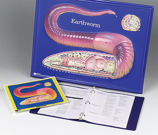 Earthworm Model Activity Set | Flinn Scientific