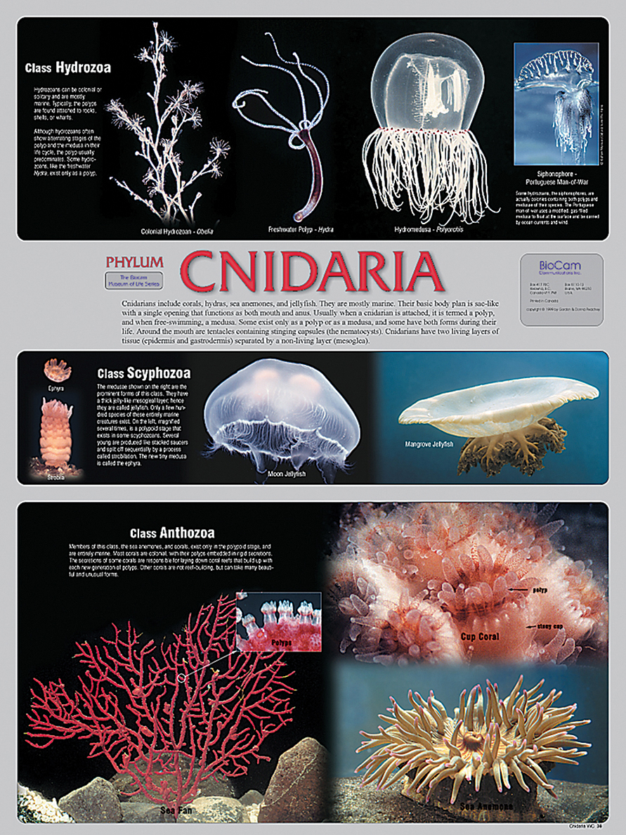 Cnidaria Phylum Poster | Flinn Scientific