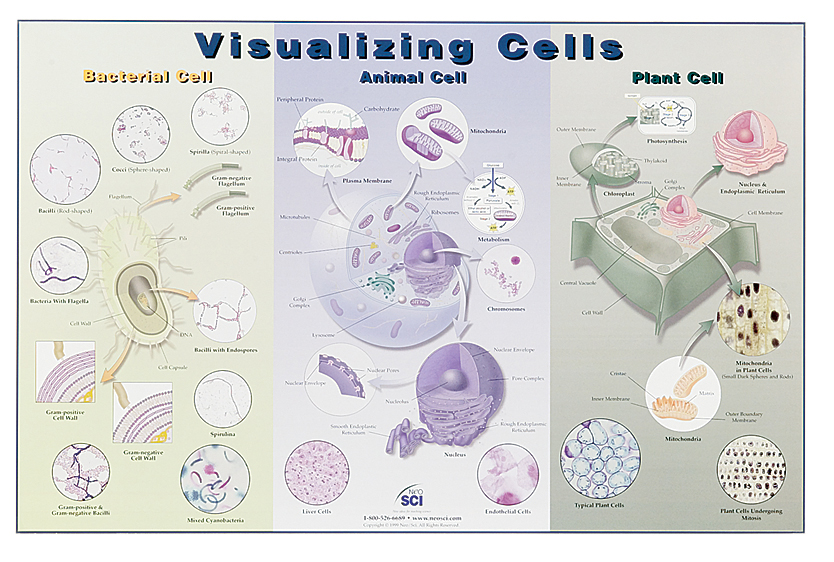 Visualizing Cells Poster, Laminated | Flinn Scientific