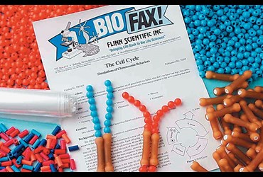 The Cell Cycle: Simulations of Chromosome Behaviors, Super Value Kit ...