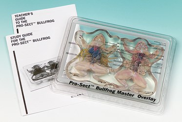 Pro-Sect® Dissected Bullfrog Mount