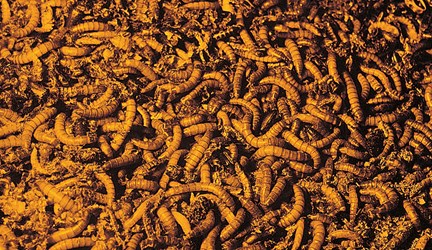 Mealworms for Biology and Life Science