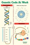 Genetic Code at Work Poster | Flinn Scientific