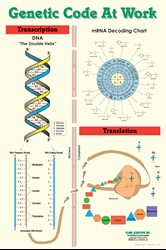 Genetic Code at Work Poster | Flinn Scientific