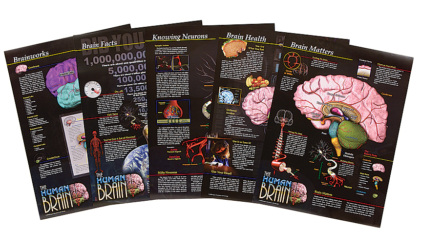 The Human Brain Poster Series | Flinn Scientific