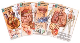 Human Body Systems Posters | Flinn Scientific