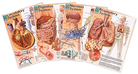 Human Body Systems Posters | Flinn Scientific