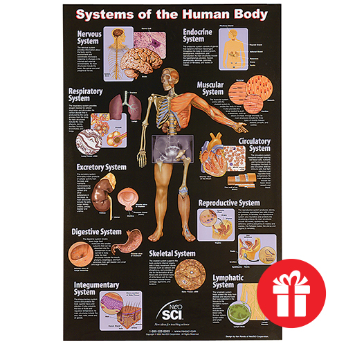 Systems of the Human Body Poster, Laminated | Flinn Scientific