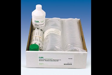 Digestive Enzymes at Work Biochemistry and Physiology Laboratory Kits ...