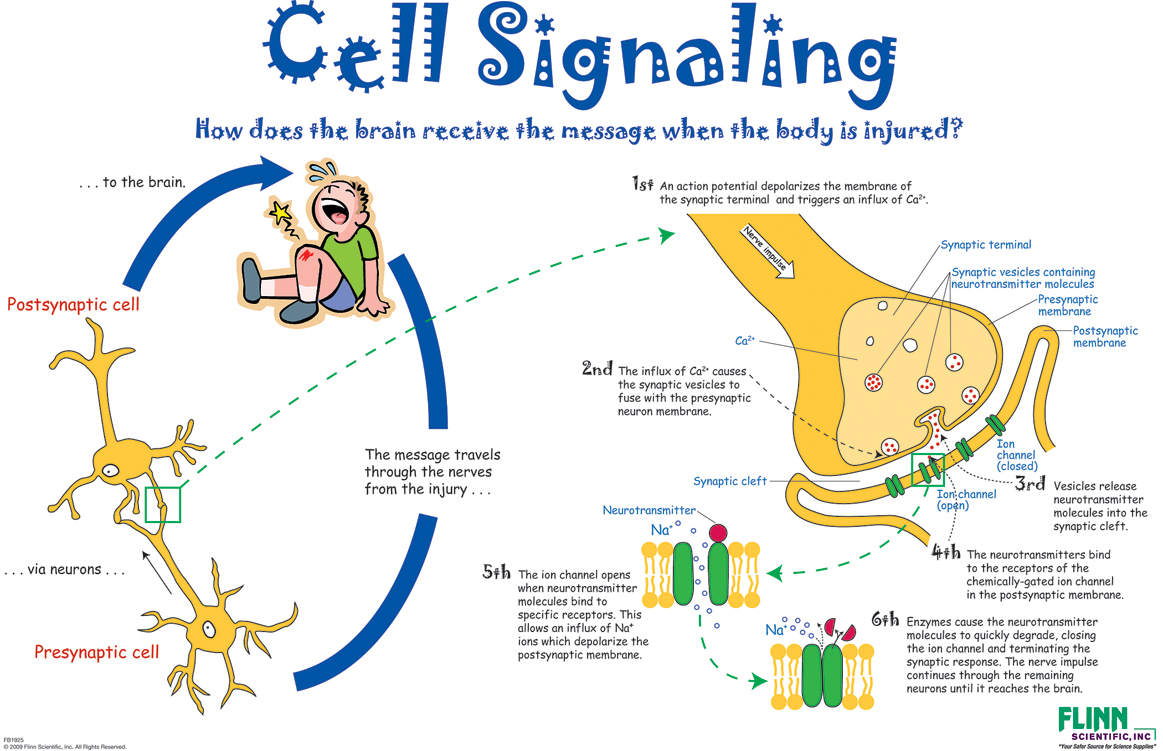 Cell Signaling Poster | Flinn Scientific Cell Signaling Poster | Flinn Scientific