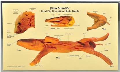 Fetal Pig Dissection Photo Guide, Pkg. of 5 | Flinn Scientific