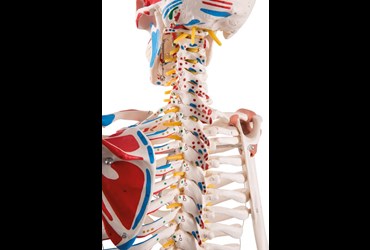 3B Scientific® Super Skeleton Sam for Anatomy and Physiology