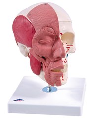 3B Scientific® Skull with Facial Muscles | Flinn Scientific